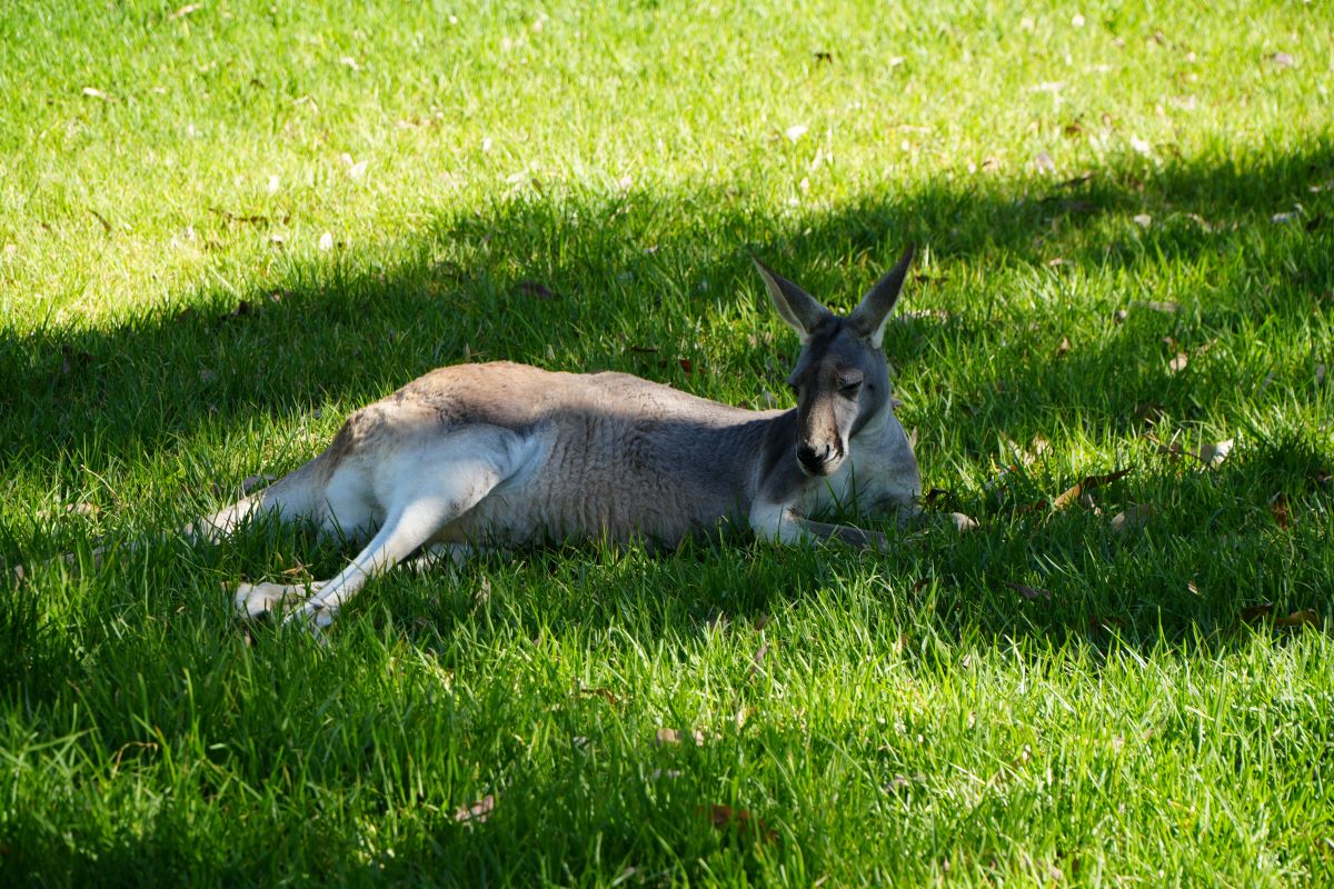 Fur-ociously Hot: Animals Beat Heat At Wagga Zoo | Mirage News