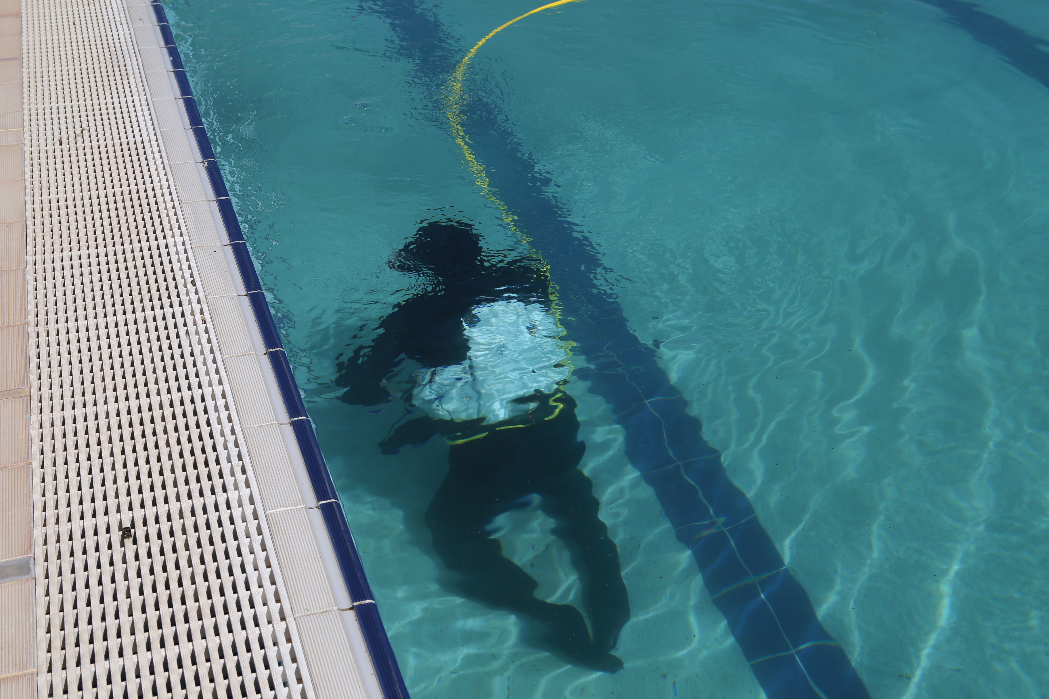 Oasis diving into swim season | Council News