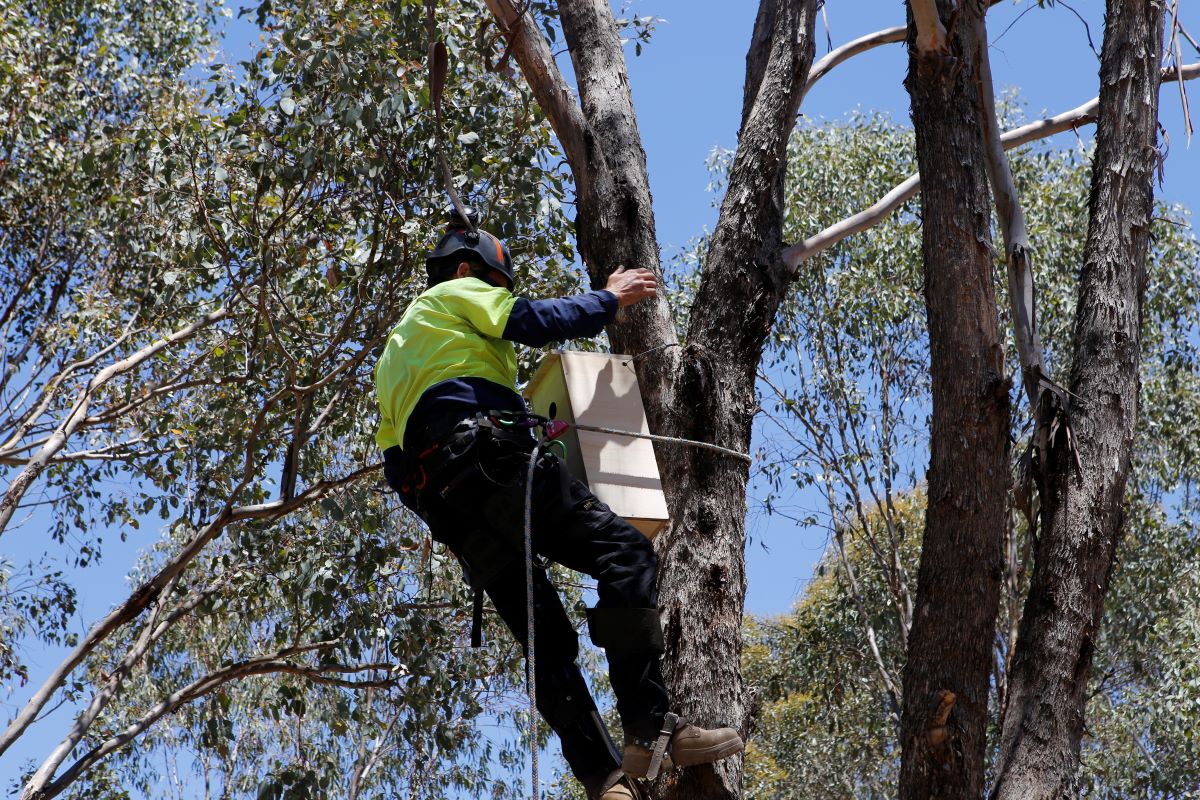 Nest boxes installed as part of Plumpton Road upgrade project | Council ...
